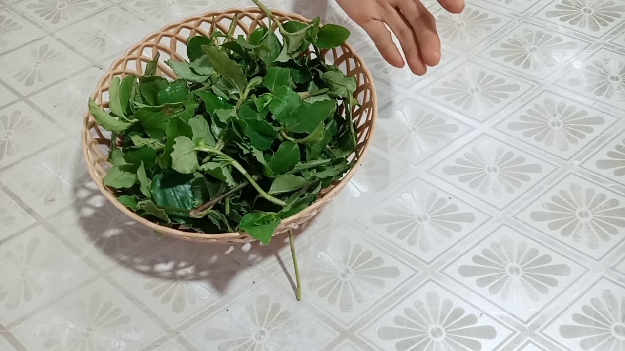 Rau trai (cây thài lài)trị tiểu gắt giảm sưng amidan và 3 công dụng tốt ...