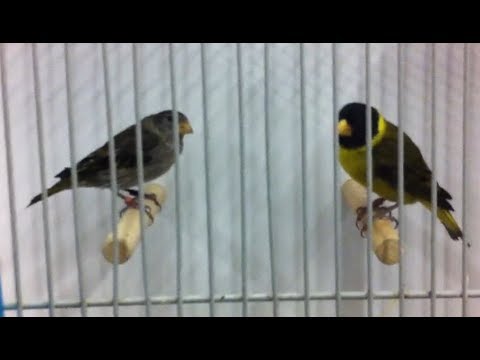 Tarin de Haïti / Chardonneret des Antilles / Carduelis dominicensis ...