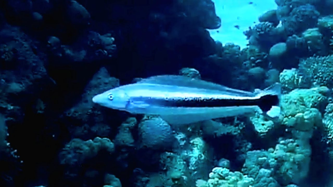 Blue blanquillo (Malacanthus latovittatus), Малакант синий, Голубой ...