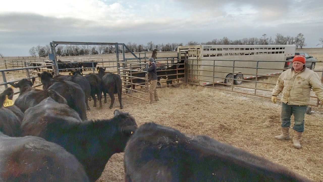 Moving 95 Cows to Corn Stalks - YouTube