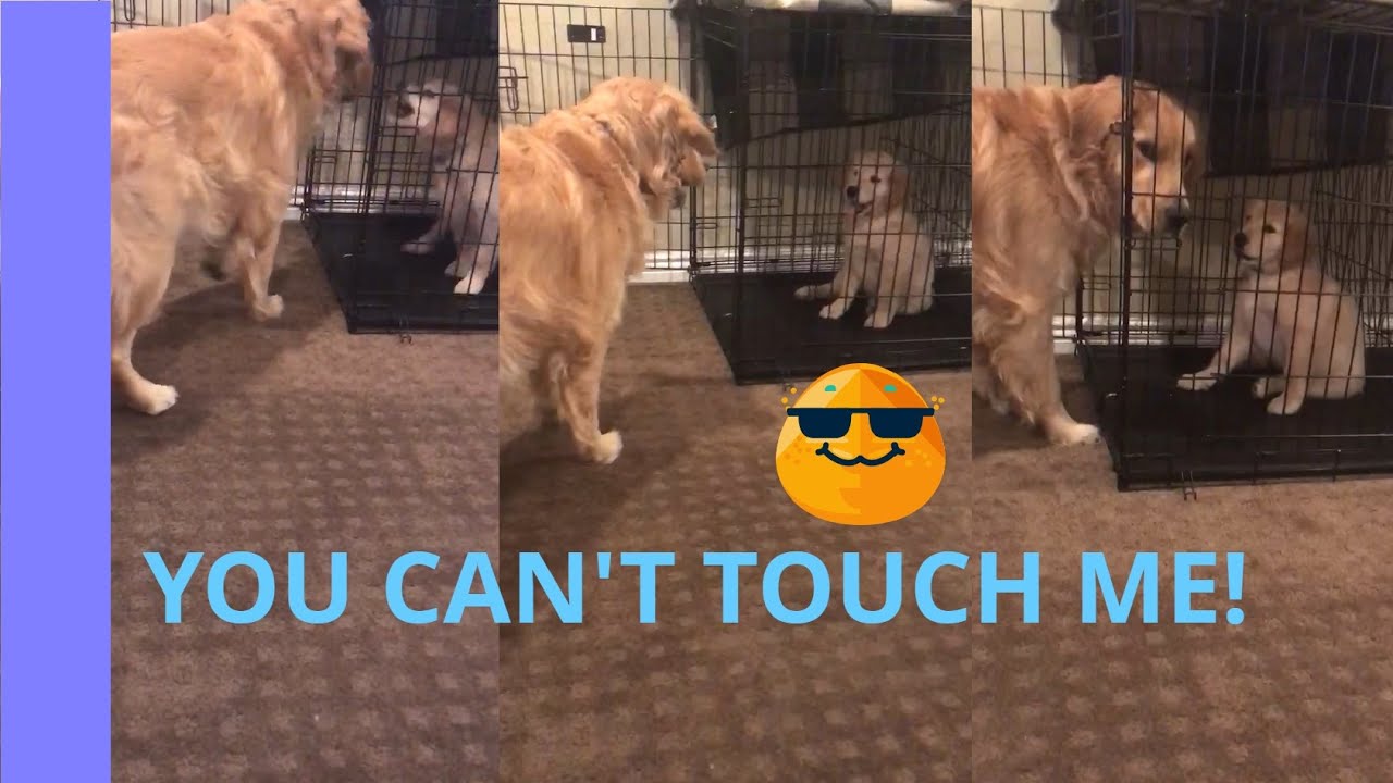 Golden Retriever puppy Bella uses her crate to fend off dog Boomer ...