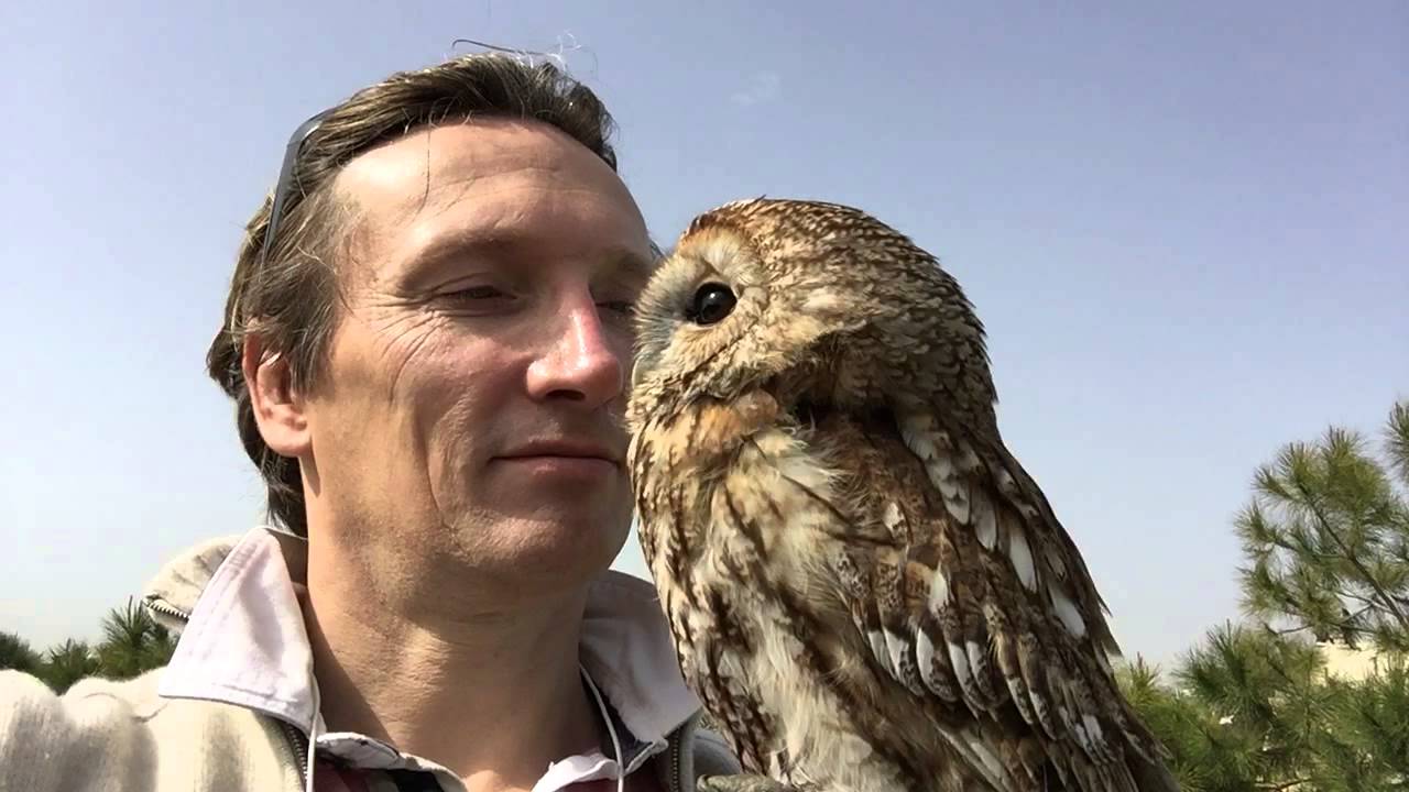 Owl and Man having fun - YouTube