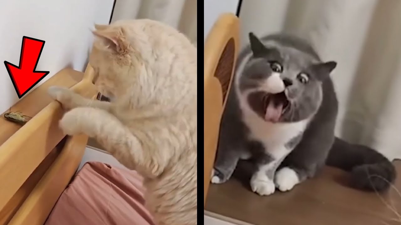 Cats Who Love Bugs vs Cats Who Hate Bugs - Daily Cat Videos Part 3 ...