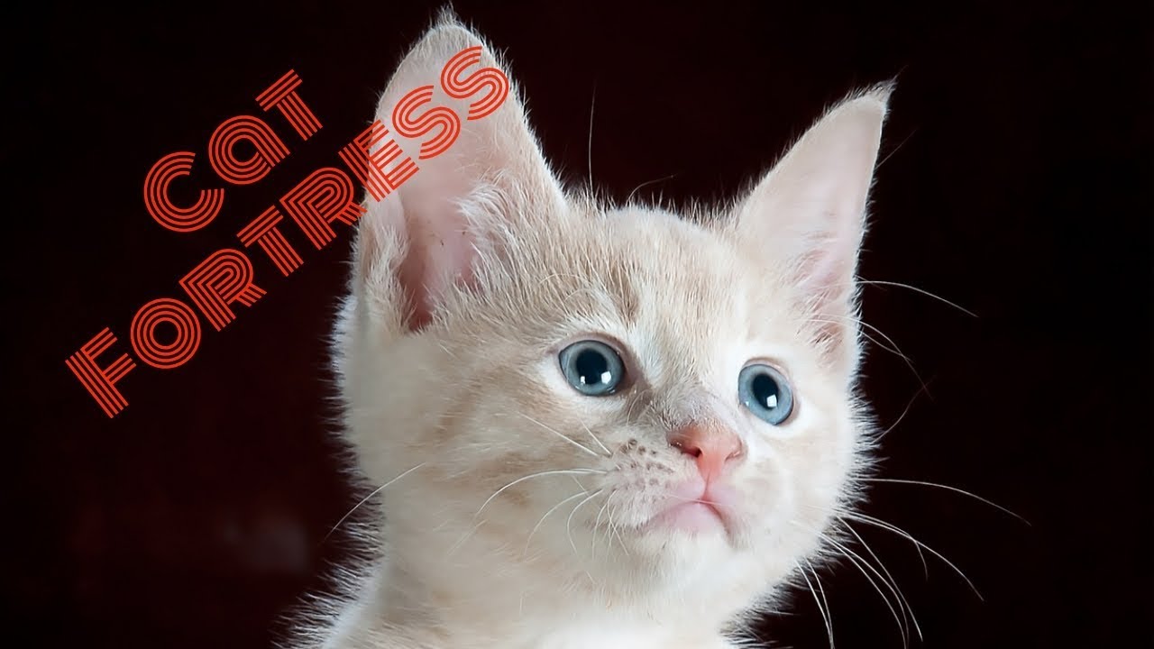 GET OUT OF MY FORTRESS! - Cat Fortress Full Game - YouTube