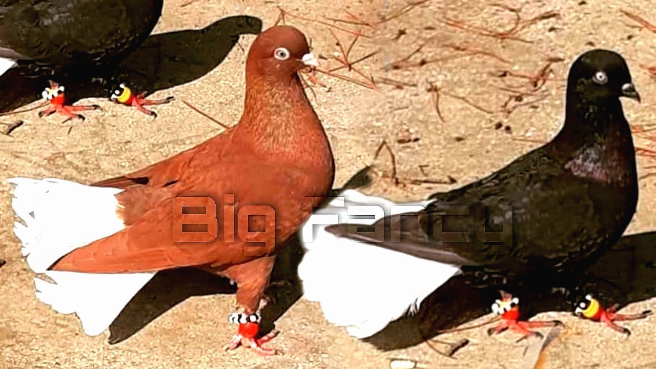 Best fancy pigeon breeds - World Unique Amazing Rare and Unusual ...