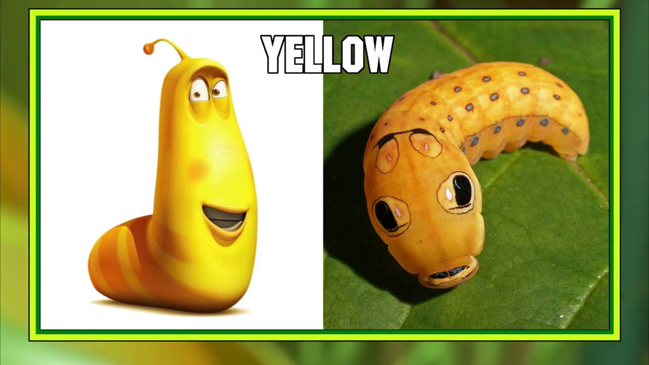 LARVA : Larva In Real Life - YouTube