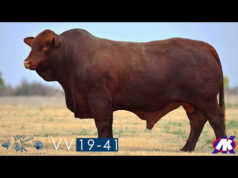 LOT 76 - VV 19 41 - YouTube