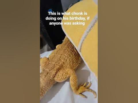 What chonk does on his birthday #shorts #beardeddragon #lizard #beardie #reptile #pagona #CHONK ...