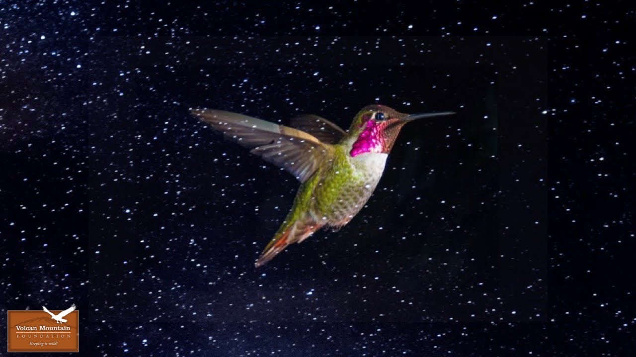Nature Stories: How Hummingbird Brought the Stars - YouTube