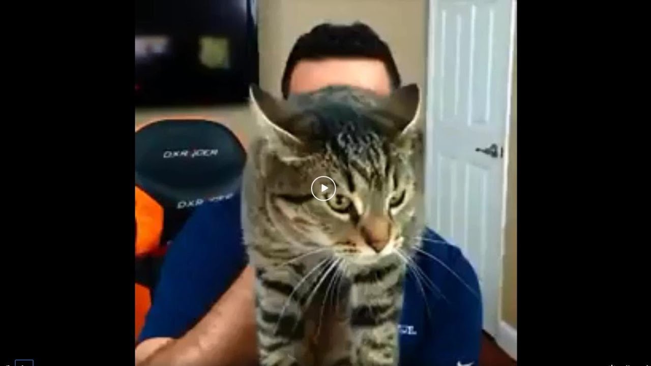 Cat viciously attacks owner for saying his first name - YouTube