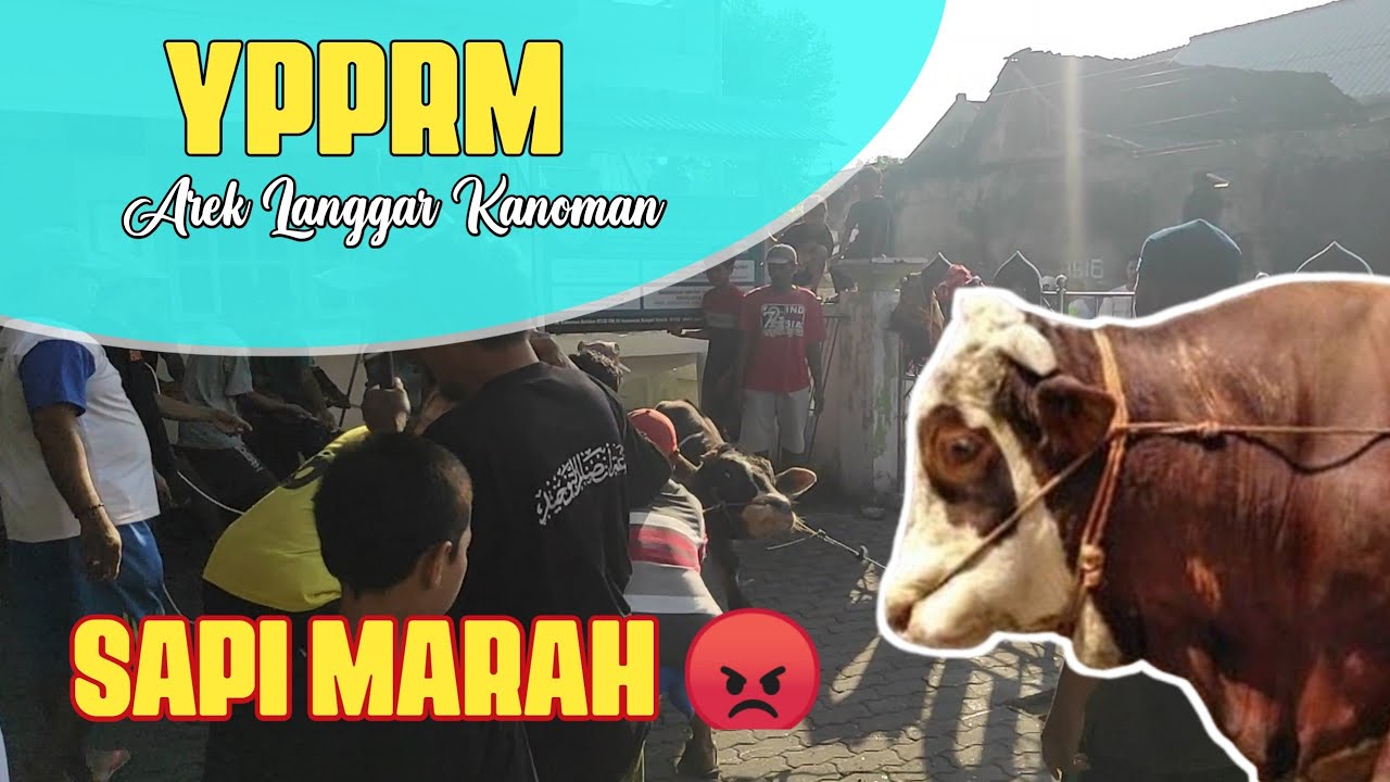 SAPI MARAH HINGGA TALI TERLEPAS 🐂 - YouTube