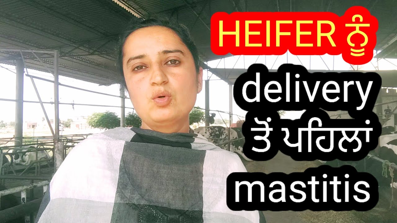 mastitis in heifer TENSION 😔 udder development of heifer - YouTube