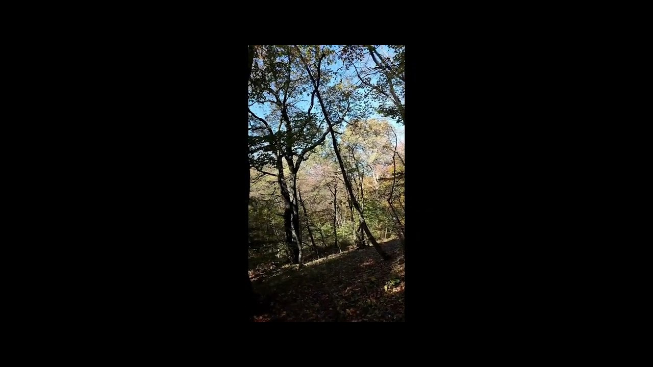 Roumanie forêt d'Hoia Baciu le 21/10/2022 - YouTube
