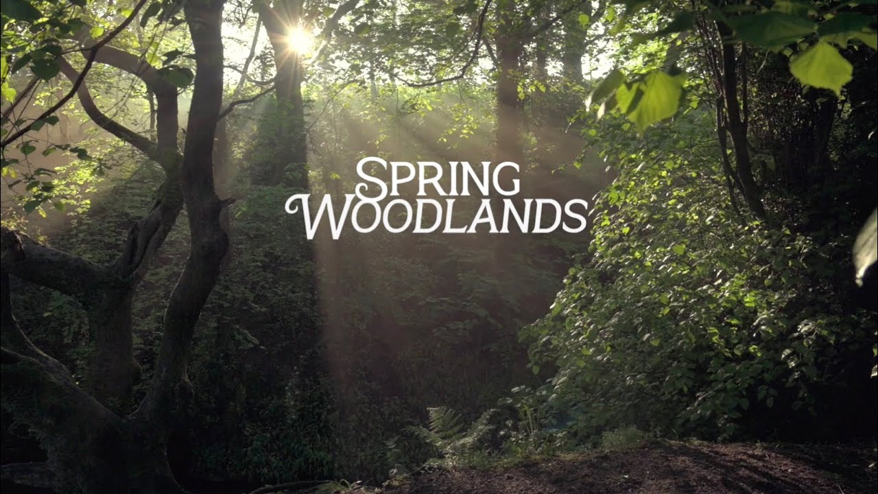 Serene Springtime in My Local Woods: Majestic Oak Trees, Ferns ...