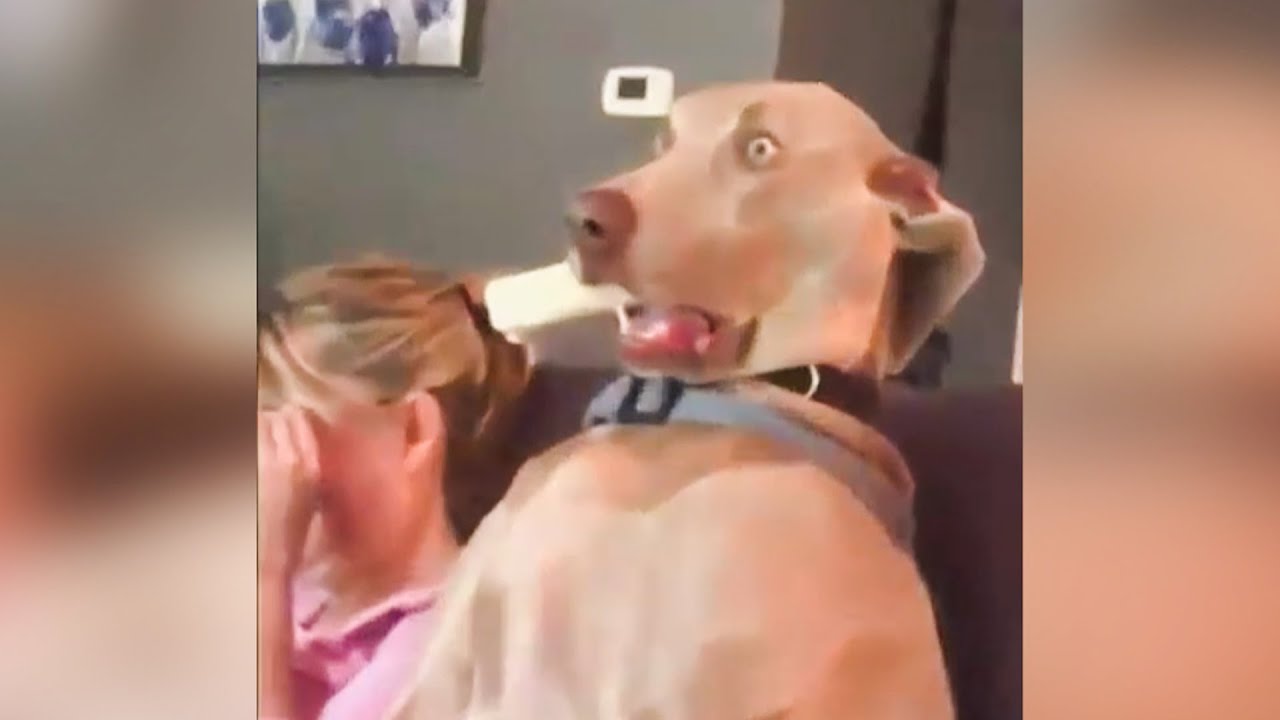 Ultimate Animal Reactions | 22 | Funny Pet - YouTube