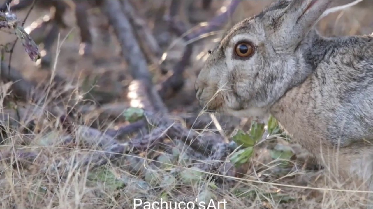 Jackrabbit eating cholla cactus - YouTube