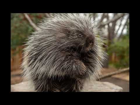 What's Your Toughts On This Animal? #8