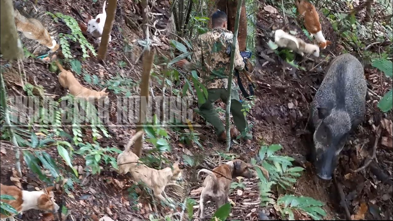 AMAZING‼️ BABI HUTAN SEBESAR INI HAMPIR SAJA MEMAKAN KORBAN || Padang ...
