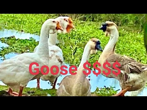 Goose $$$$ - YouTube
