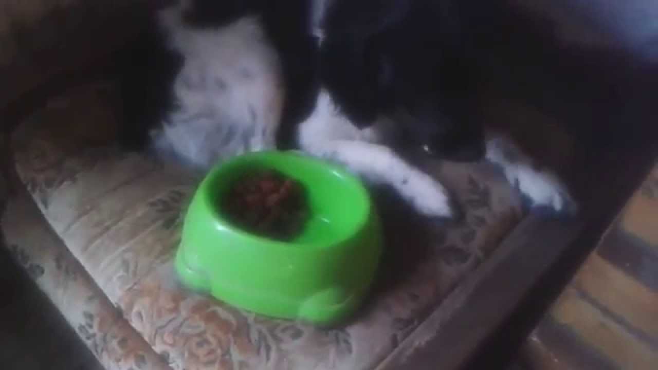 Chien fainéant - YouTube
