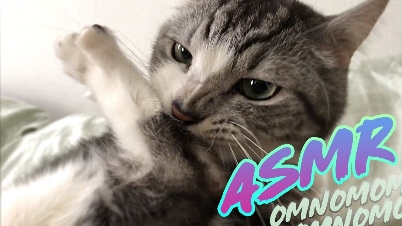 Cat Grooming ASMR with Bubbles 02 - YouTube