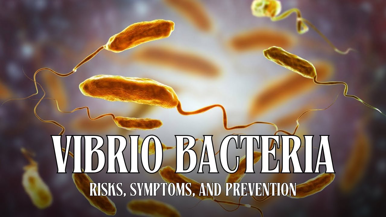 Understanding Vibrio Bacteria: How Infections Happen and How to Protect ...