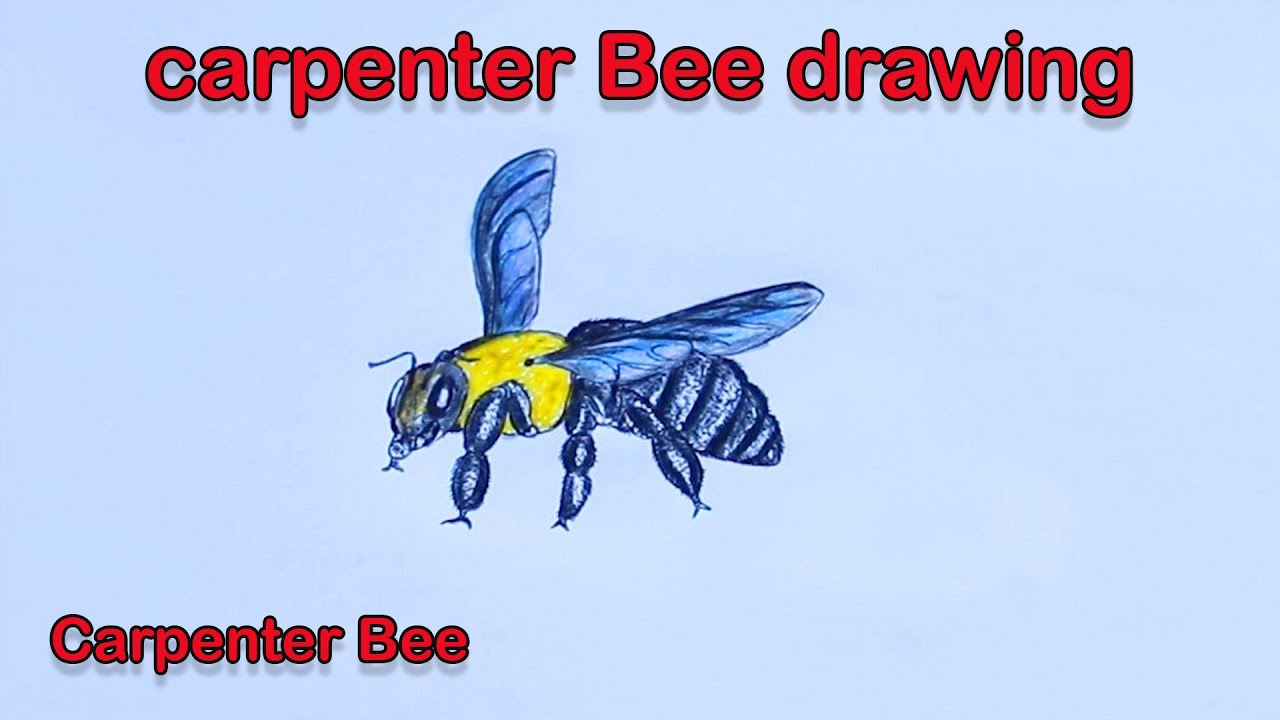 How to draw a Carpenter bee - YouTube