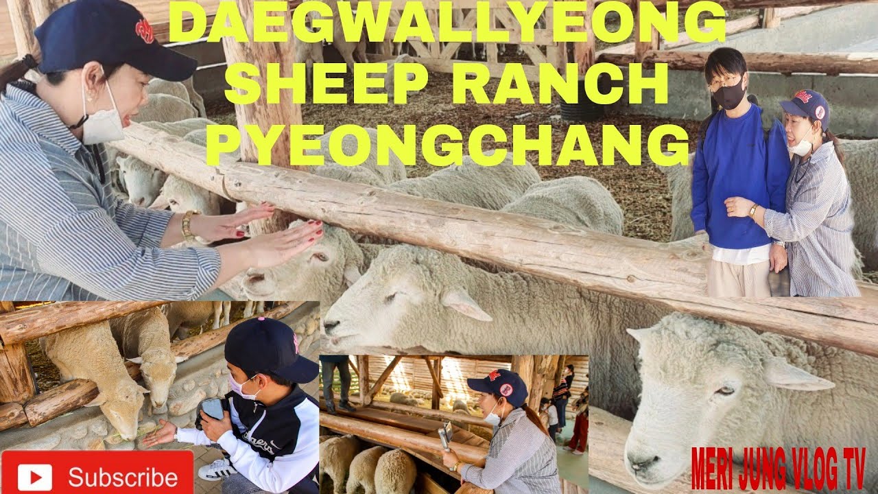 DAEGWALLYEONG SHEEP RANCH/ PYEONGCHANG SOUTH KOREA - YouTube