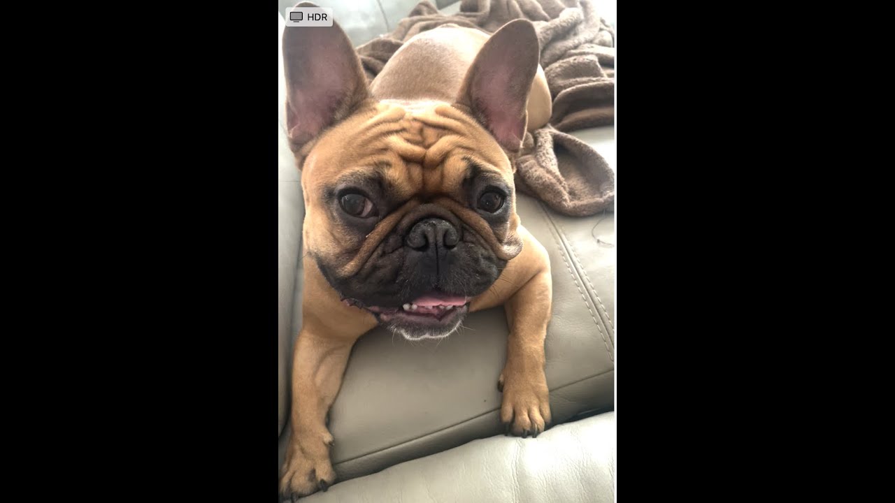 Frenchie Ginger has a new toy rooster - YouTube