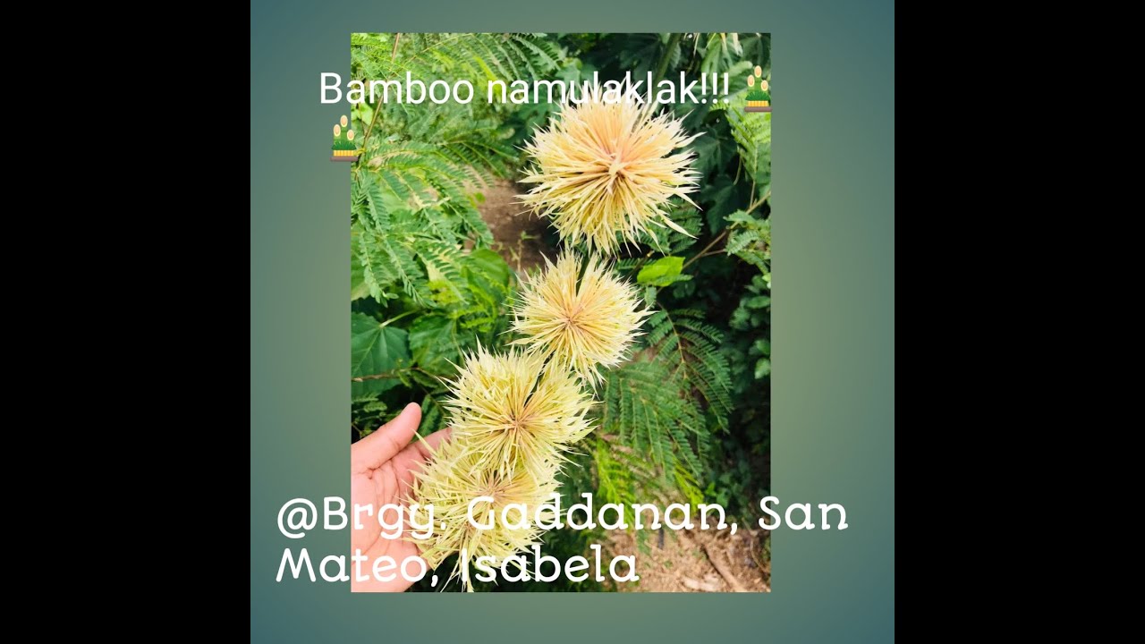 Kawayan Namulaklak #Bamboo #Flowering - YouTube