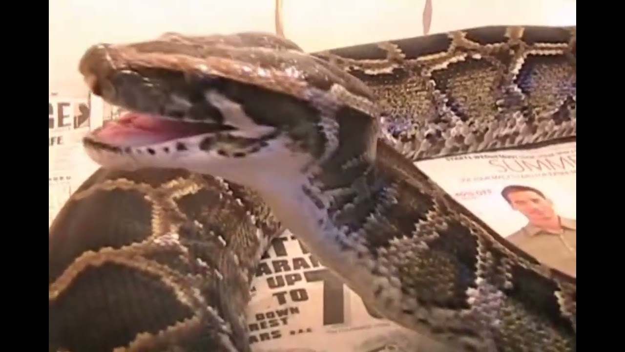 Burmese python devours chick _ reupload - YouTube