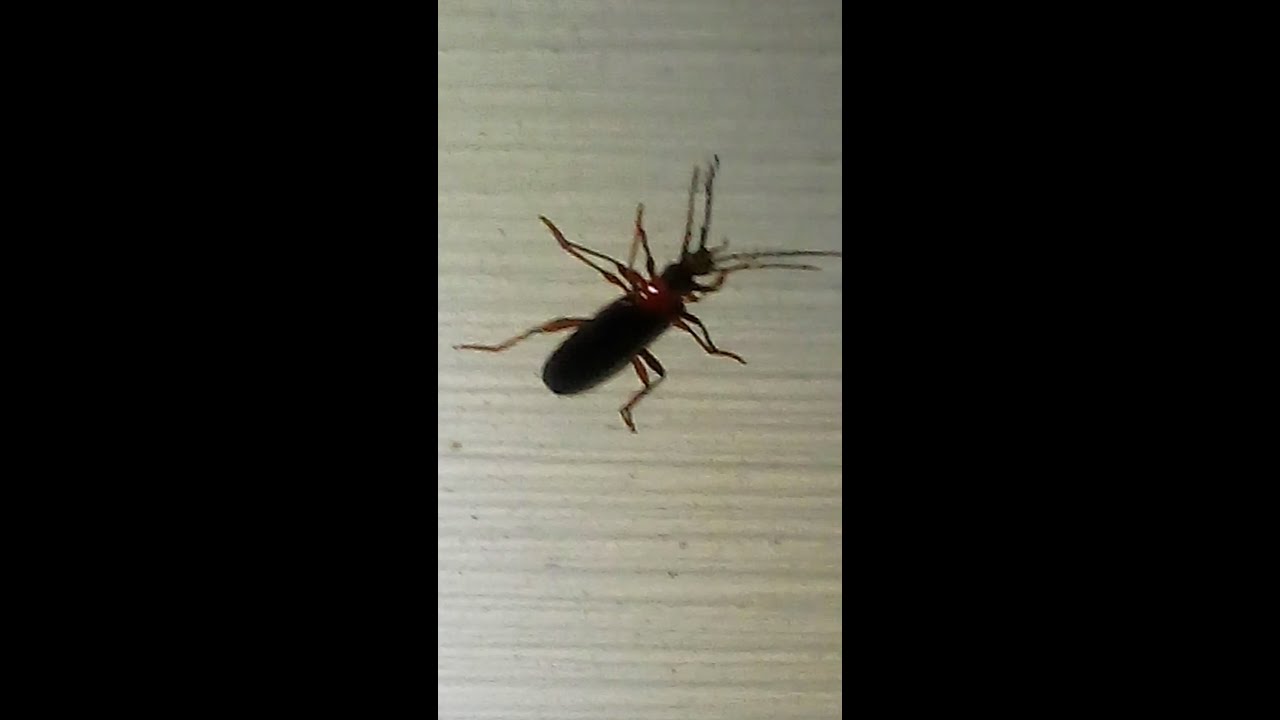 Long horned Beetle Coleoptera sheath or covering wings - YouTube