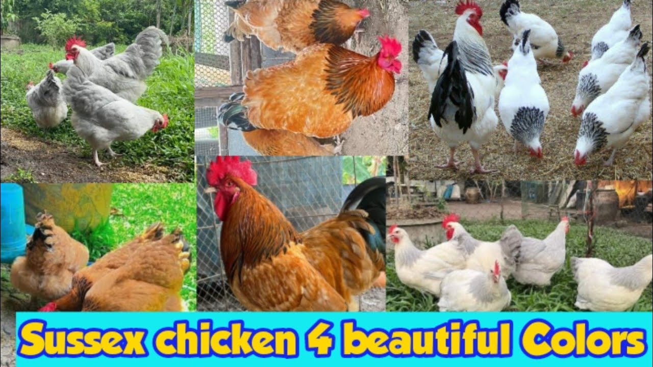 Sussex chicken 4 beautiful Colors | buff Sussex | coronation Sussex ...