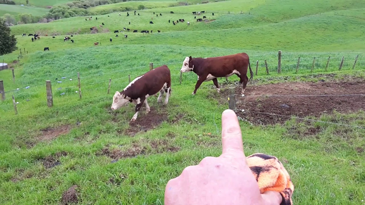 Moving the bulls - YouTube