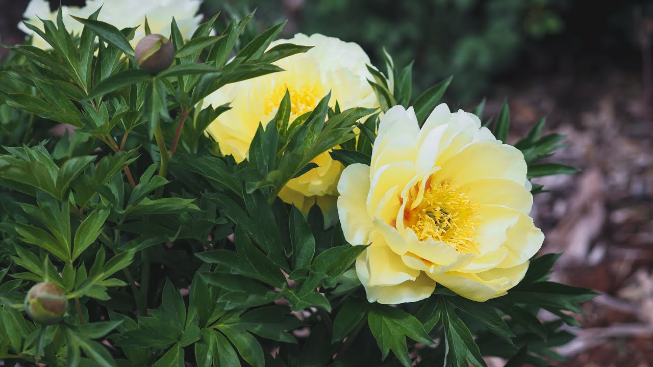 Blooming of Itoh Peony & roses - my garden update 29/04/2024 - YouTube