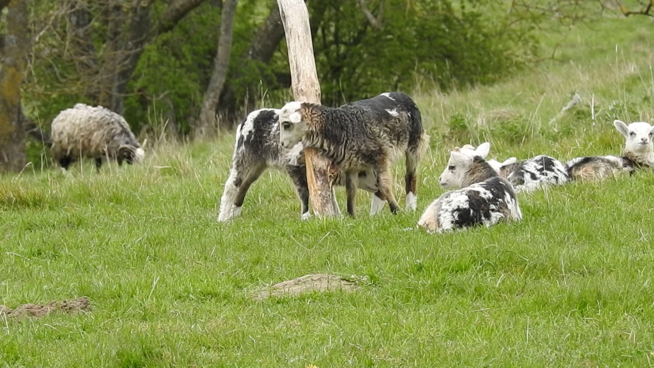 Sheep and lamb in Land of Legends, Denmark - YouTube
