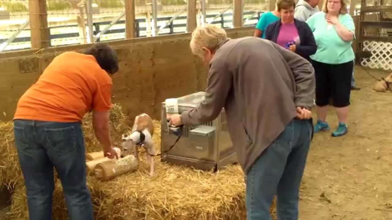 BARN HUNT FUN MATCH - Meeting the Rat - YouTube