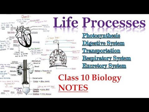 class 10th biology chapter 1 life process handmade notes|class 10th ...