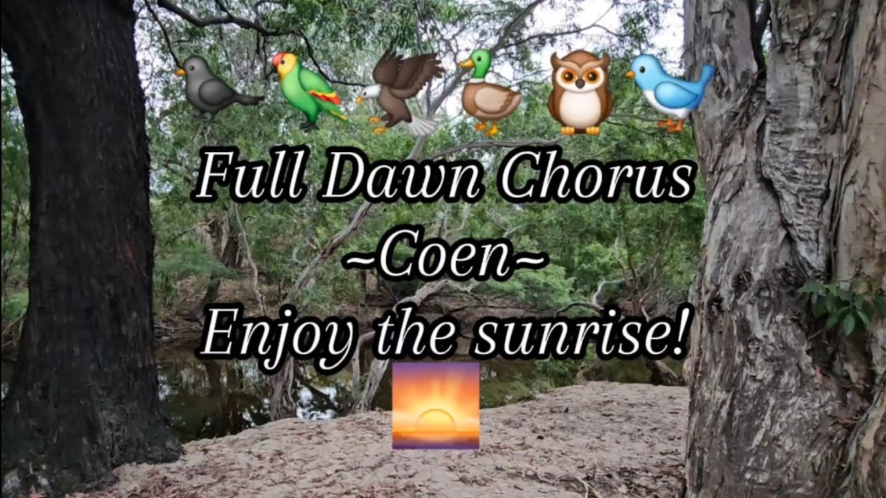 🐦 Dawn Chorus of Birds with Sunrise at Coen River, Australia | Relaxing ...