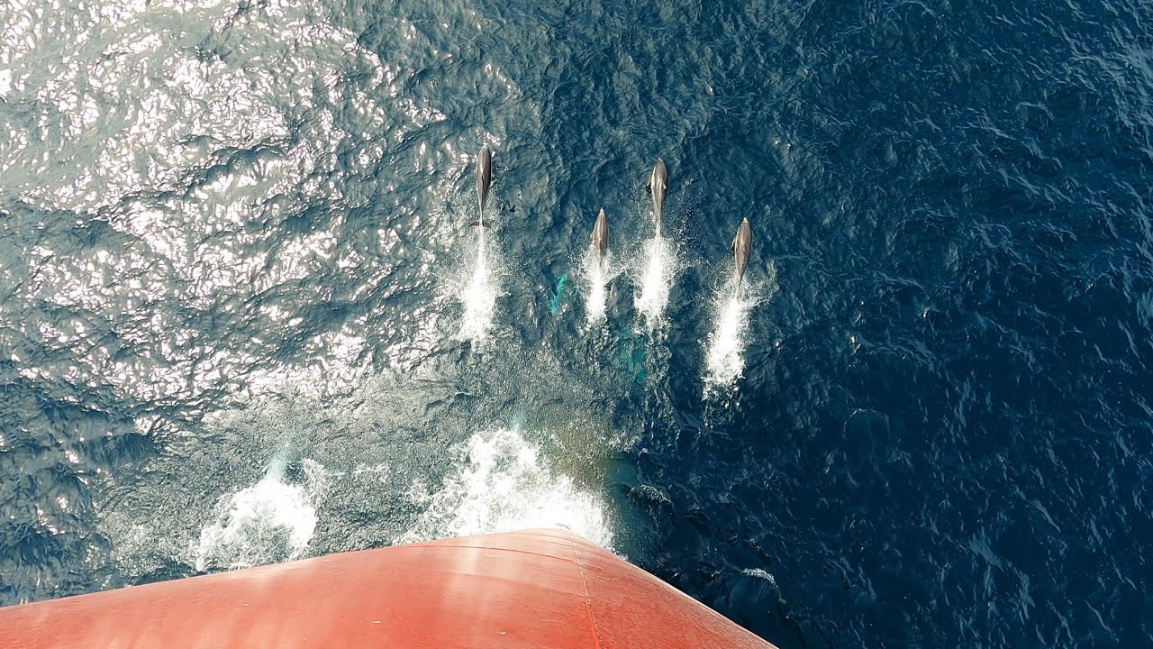 Footage of DOLPHINS playing in front of our bulbous bow while sailing ...