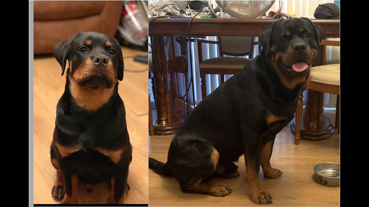 watch my Puppy growing up/Rottweiler from 12 weeks old to 73 weeks old ...