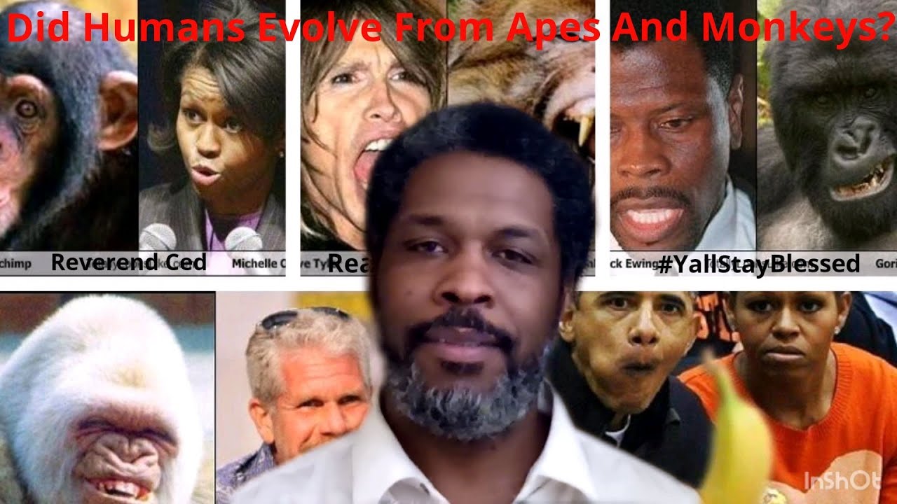 Did Humans Evolve From Apes And Monkeys? By Reverend Ced # ...