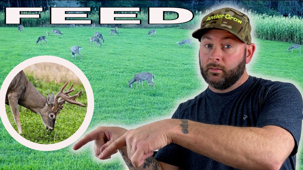 How To Feed Deer For Hunting (The Correct Way) - YouTube