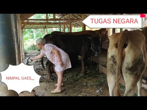 REVIEW DI KANDANG INCES NIMPAL TUGAS NEGARA GAESSS😉😉