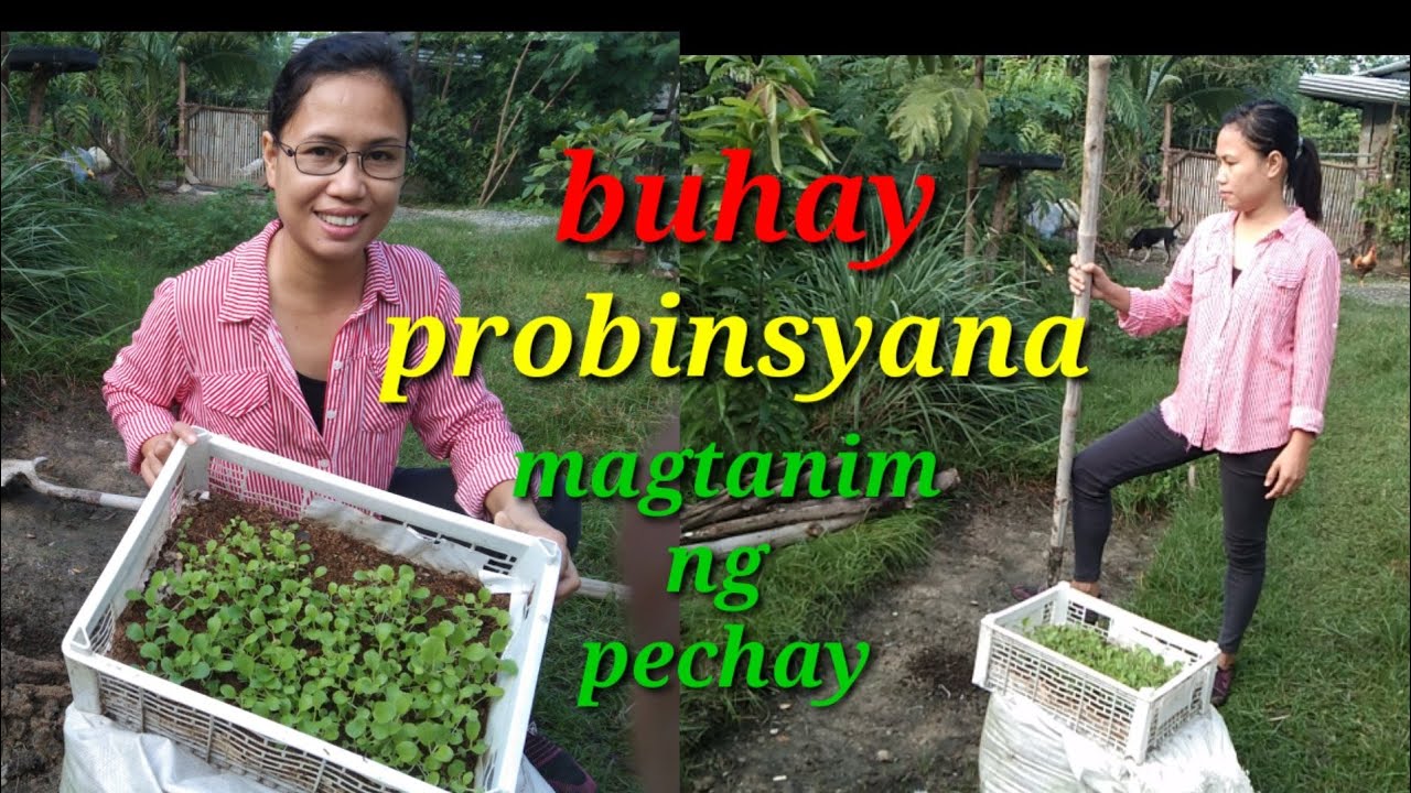 How to plant pechay|life in a country side Philippines|Michell aquino ...