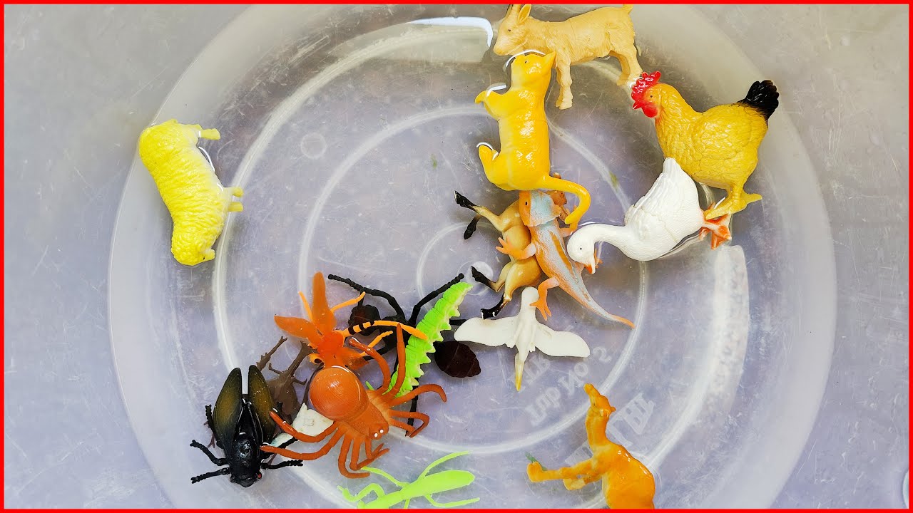 Learning Fun with Farm Animals, Insects and Reptiles in English Korean ...