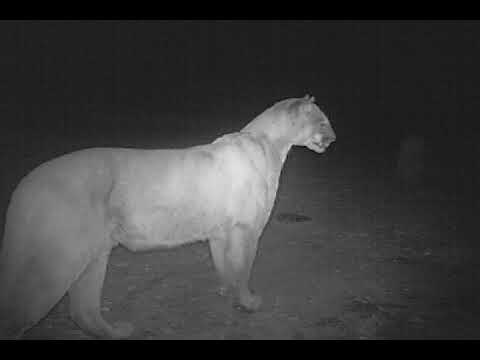 Huge mountain lion drooling - YouTube