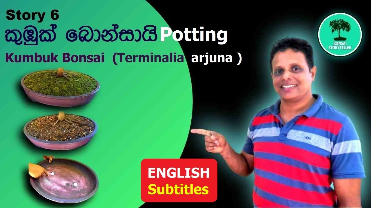Story 6 - කුඹුක් බොන්සායි බඳුන්ගත කිරීම (Potting Kumbuk Bonsai ...