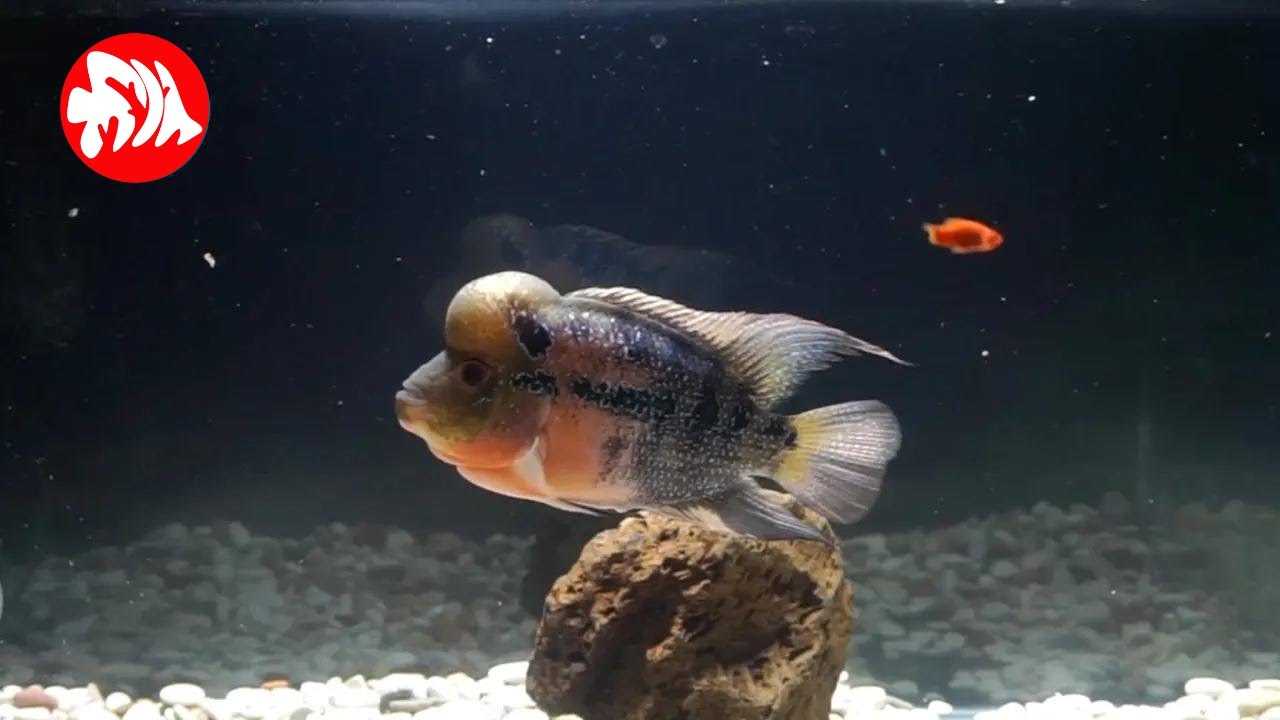 Ikan Lohan Makan Ikan Marble | FAUNA KITA - YouTube