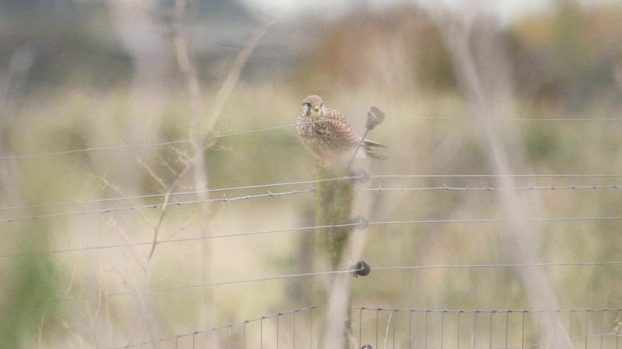 Female Kestrel at RSPB Rainham Marshes on 8th November 2019 - YouTube